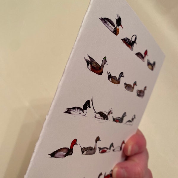 Ducks of North America Painting, Art Print 8x10, 8.5x11, 5x7 Ink ...