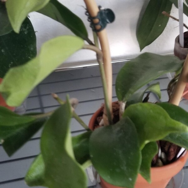 Hoya Mindorensis red Flowers - Etsy