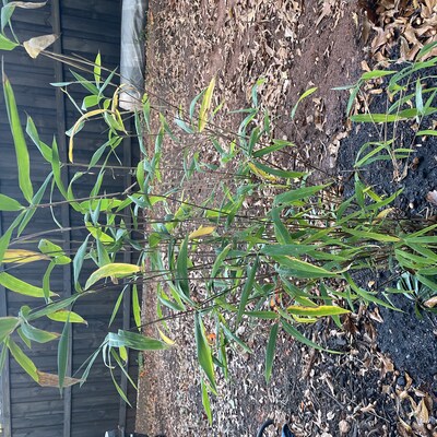 Black Monukka Seedless Grape, Live Potted Grape Plant, 1-2 Years Old ...