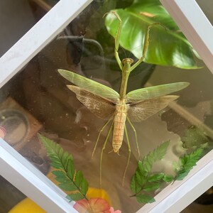 W39b Entomology Taxidermy Glass Dome Display Locust Cicada | Etsy