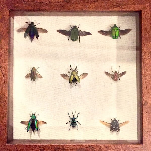 Beetle Mounting Kit for Beginners, With Real Beetles and Tools - Etsy