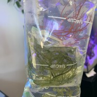 Live Frag Purple Fauchea Macro Algae Marine Saltwater Plant Reef ...