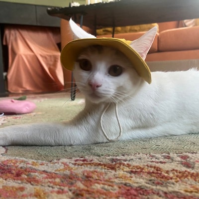 Dog Halloween Costume Inspired From White Rabbit Alice in Wonderland ...