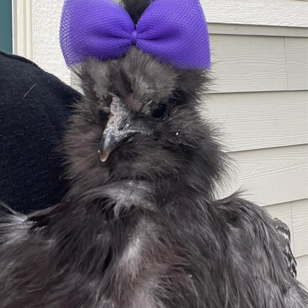 Silkie Hair Bows - Hair Bow for Silkies - Chicken Accessories - Chicken ...