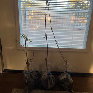 Physocarpus Opulifolius Ninebark 'nugget' Chartreuse Yellow Flowering ...