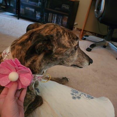 Rifle Paper Co Print Dog Collars 9 Cute Floral Trendy Patterns No ...