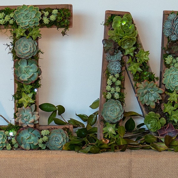 Large Live Trough Succulent Arrangement Planter, Real Succulents, Wood ...