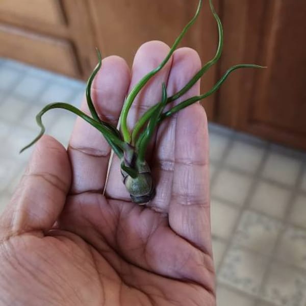 Tillandsia Bulbosa | Alien Air Plant - Etsy