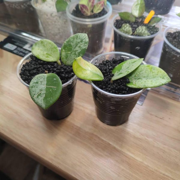 Hoya Mathilde Splash/silver UNROOTED - Etsy