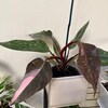 Philodendron Pink Princess Marble in 4" Pot, High Variegation - Etsy