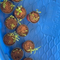 30 Rare Seeds Cache Cache Rose Seeds-perennial authentic - Etsy