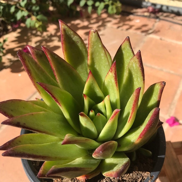 Echeveria 'lipstick' Succulent: Rare Agavoides Form, Red Edged Live ...