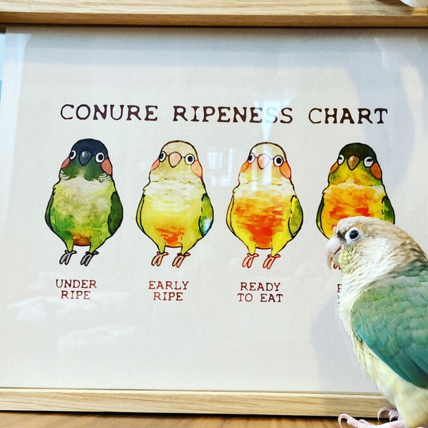 Conure Ripeness Chart Poster - Etsy
