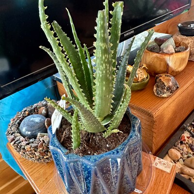 Aloe coral Fire One Plant Hybrid Fully Rooted - Etsy