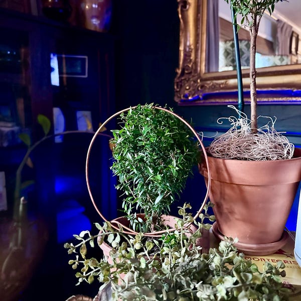 Scented Geranium Topiary Braid or Twist in a 6" Pot - Etsy