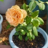 Masora マソラ 真宙 Japanese Rose Super Lovely Big Flowers Heat Resistance ...
