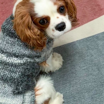 Baby Yoda Snood Cavalier Spaniel Snood Cocker English Toy Spaniel Snood ...