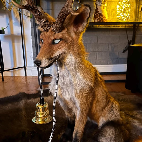 Two-headed Demon Wallaby. Taxidermy White Kangaroo. Oryginal Animal Art ...