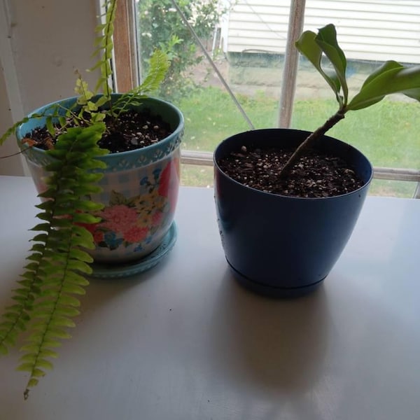 Healthy Chaya Plant Cuttings With Emeritus Gardens Plant Food and Chaya ...
