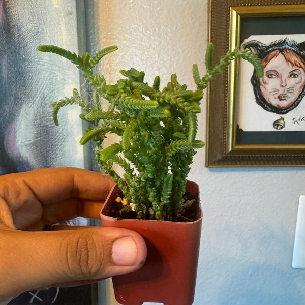 Giant Watch Chain, Princess Pine, Live Potted Succulent in 2" Pot - Etsy