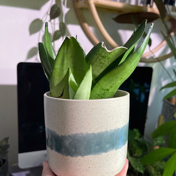 Elliot Planter - Speckled Ombré - Ceramic Pot in Multiple Sizes - Etsy