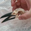 Crow Skull Real Natural Corvus Carone Raven Corvid Taxidermy Gothic ...