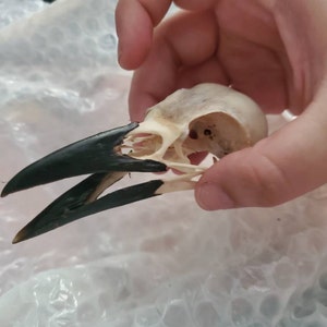 Crow Skull Real Natural Corvus Carone Raven Corvid Taxidermy Gothic ...