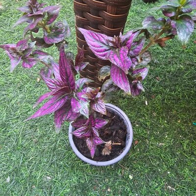 Purple Heart Tradescantia Pallida 'pale Puma' Two Rootless Cuttings ...