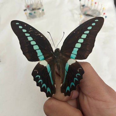 Real Graphium Androcles giant Swordtail Butterfly - Etsy