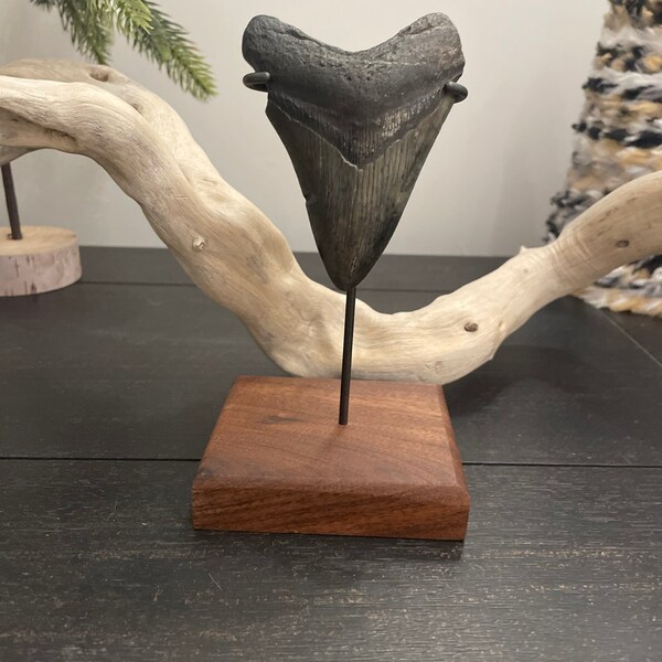 Large Megalodon Shark Tooth Stand Shark Teeth Stand Custom Metal ...