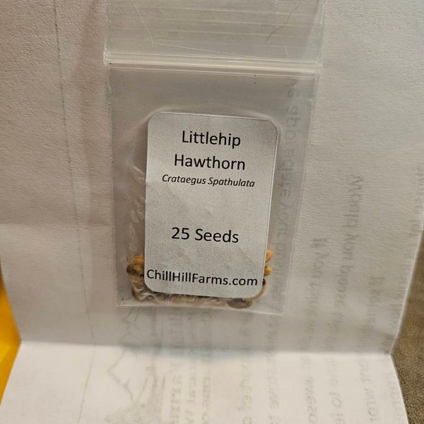 Shiny Blueberry 25 Seeds Vaccinium Myrsinites Organic & Non-gmo Florida ...