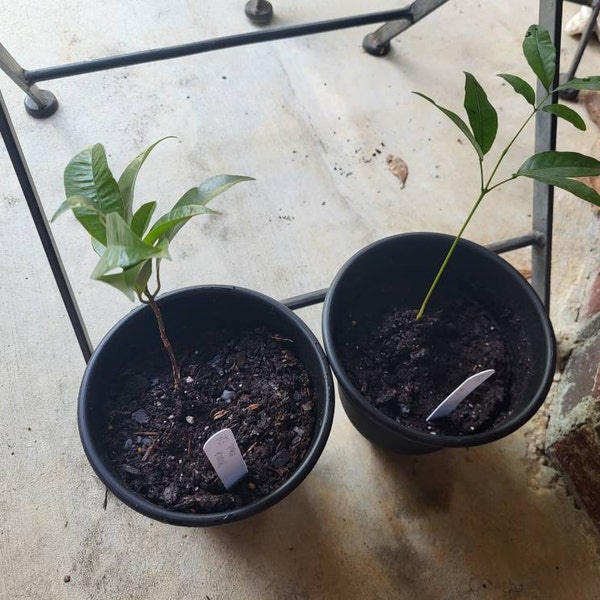 Longan Dimocarpus Dragon Eye Diamond River Seedling Plant Tropical ...