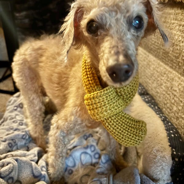 Knitted Muffler, S,L, Dog Cape, Pet Neckwear, Dog Neck Warmer, Pet ...