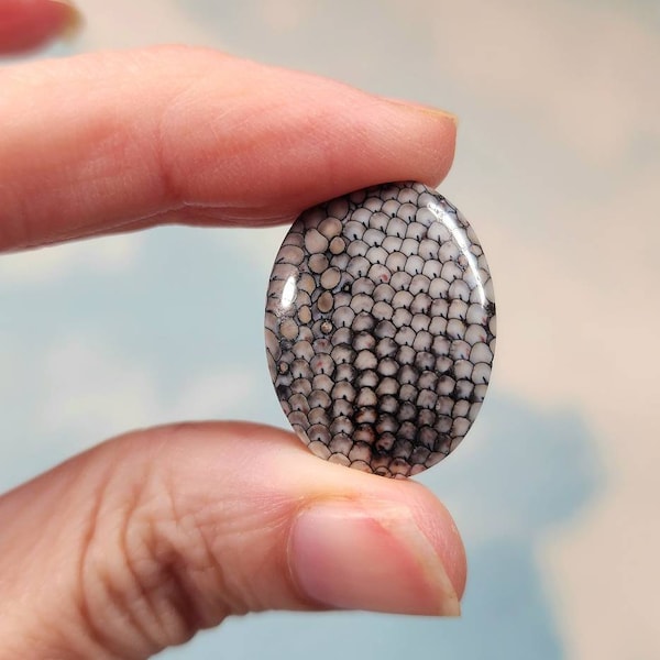 Snakeskin Stone Fossil Wrasse - Etsy