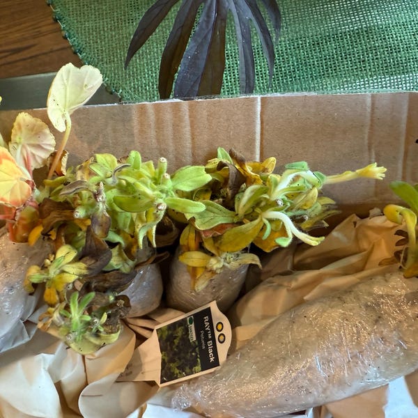 Junior Walker Catmint (nepeta) - Live Plant, Pollinator-friendly ...