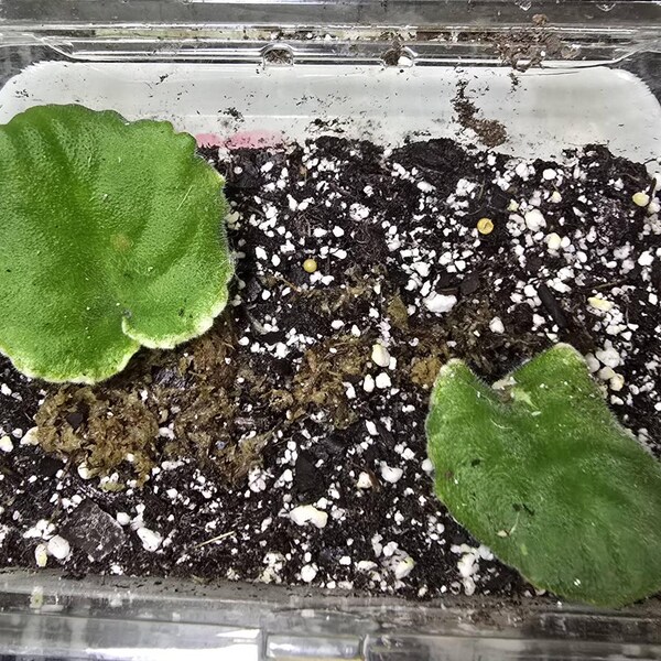 Mussaenda Plant White Flower in 6” Nursery Pot - Not in Bloom - Etsy