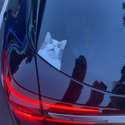 Scaredy Cat Sticker Cat Sticker Cat Kitty Cat Gift Kitty - Etsy