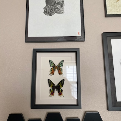 Real Framed Moth Collection Sunset Moth Display UV Glass Urania Ripheus ...