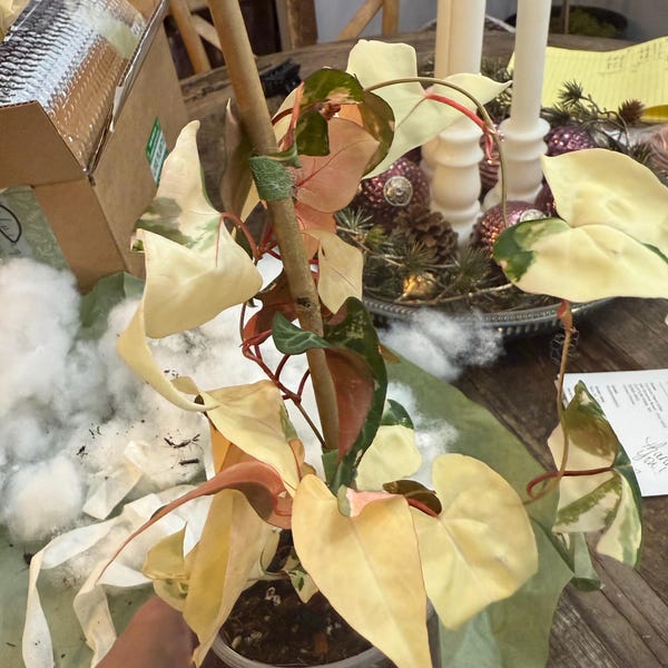 Fallopia Multiflora Variegated; Albo Reynoutria - Exact Plant; Multiple ...