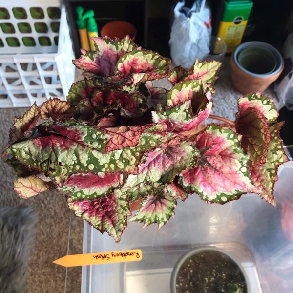 Rex Begonia 'raspberry Splash' BFF Exclusive - Etsy