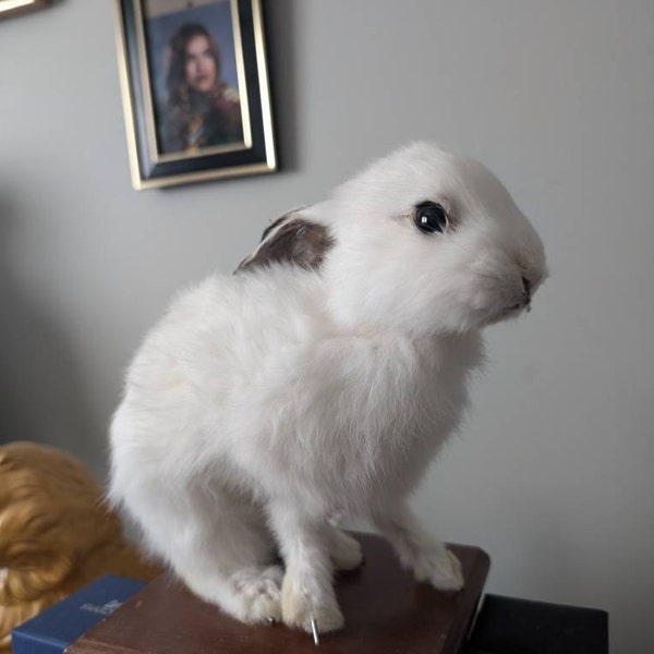 Taxidermy Rabbit,real Taxidermy Rabbit,oddity Home Decor,cute Rabbit ...
