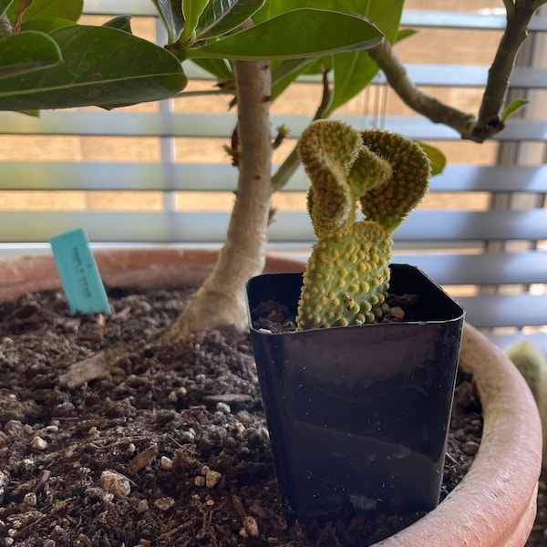 Golden Wavy Cactus, Swirl Cactus, Opuntia Microdasys Monstrosus, Small ...
