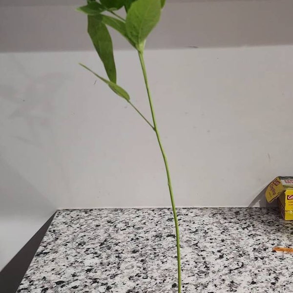 Organic Red PIGEON PEAS Gunga Pea 50 Seeds Cajanus Cajan Gandul Lazaro ...