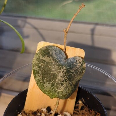 Tradescantia Blossfeldiana Aurea limelight - Etsy