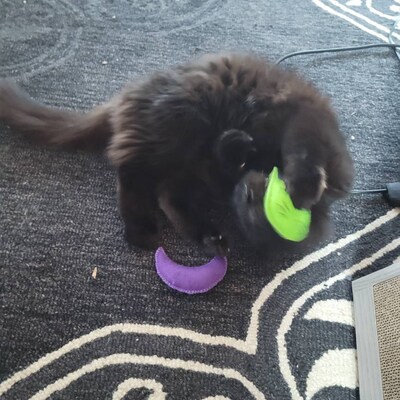 Magical Purple Moon Cat Toy With White Embroidered Stars, Witch Catnip ...