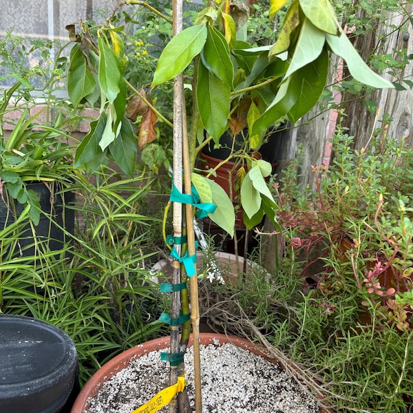 Butterfly Ginger (dolon Chapa) Flower Plant - Etsy