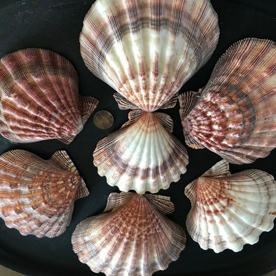 Giant Yellow Pacific Cardium Cockle Shells 4 1/4 - Etsy
