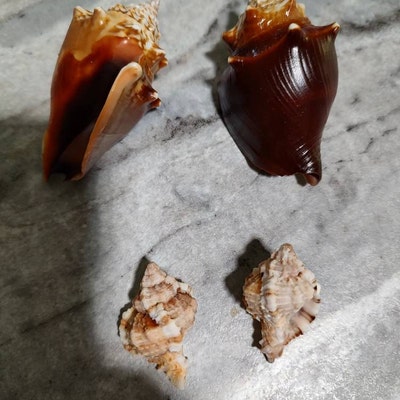 Banded Tulip Shells 2 Pcs, Florida Seashells, Bulk Seashells - Etsy