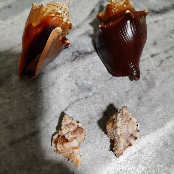 Apple Murex Shells (2 Pcs), Florida Seashells - Etsy