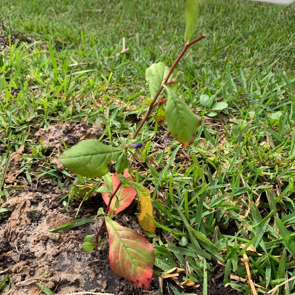 USA SELLER Purple Romagna Artichoke 25 Seeds HEIRLOOM Cynara ...